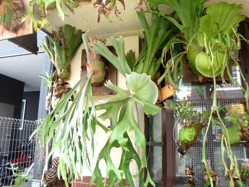 Aerophyte | 久保山タウン新聞