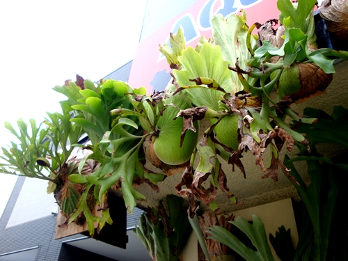 Aerophyte | 久保山タウン新聞