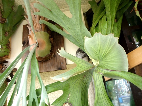 Aerophyte | 久保山タウン新聞