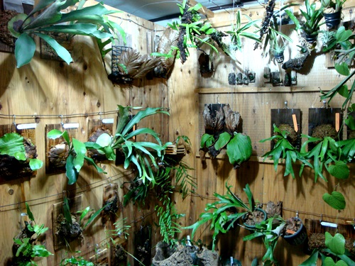 Aerophyte | 久保山タウン新聞