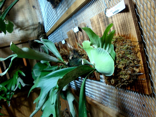 Aerophyte | 久保山タウン新聞