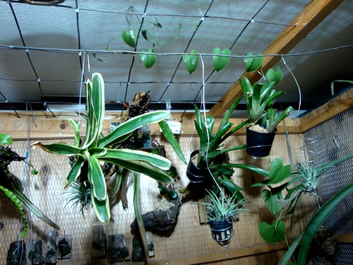 Aerophyte | 久保山タウン新聞