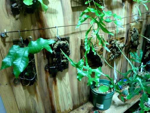 Aerophyte | 久保山タウン新聞