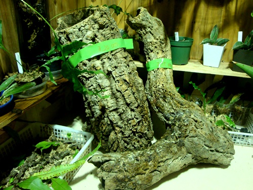 Aerophyte | 久保山タウン新聞