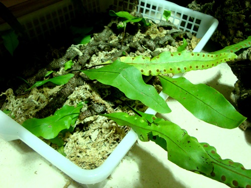 Aerophyte | 久保山タウン新聞