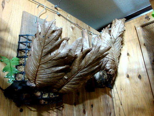 Aerophyte | 久保山タウン新聞